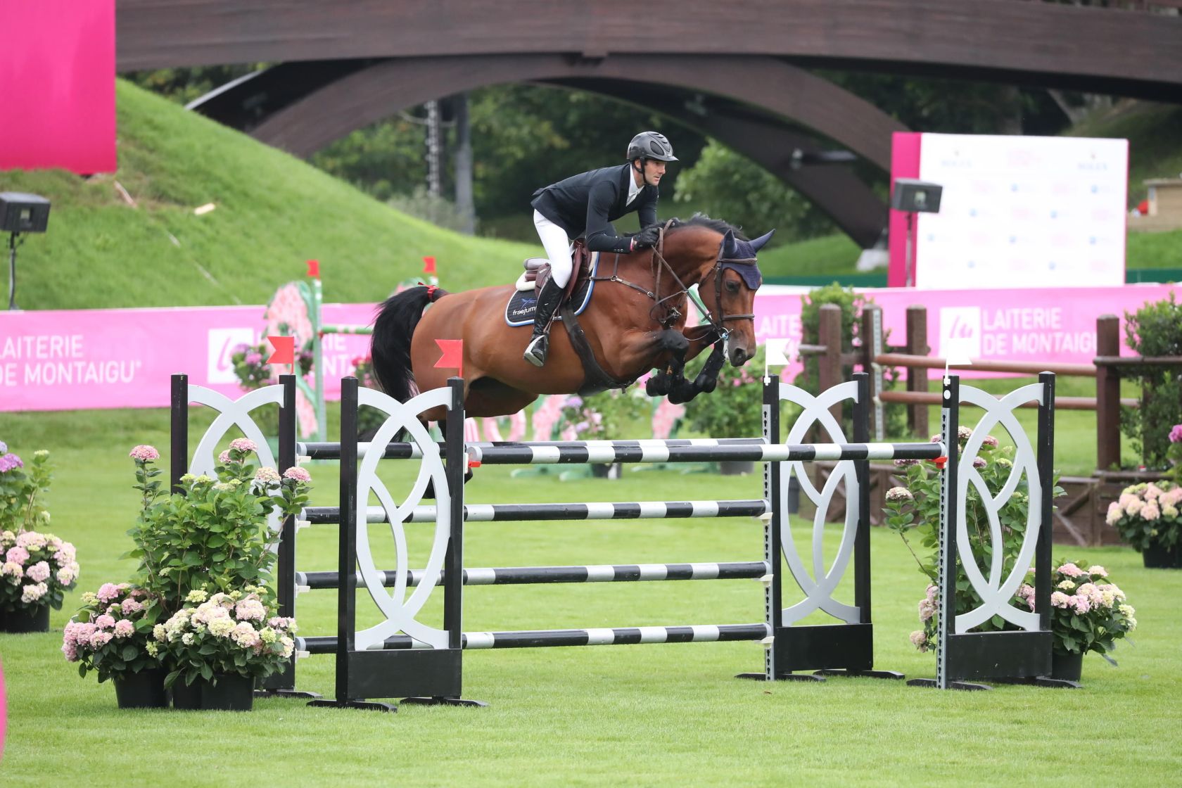 HH CONRAD Z - Präzision im Sport, kraftvoll in der Zucht! | Gestüt Zangersheide